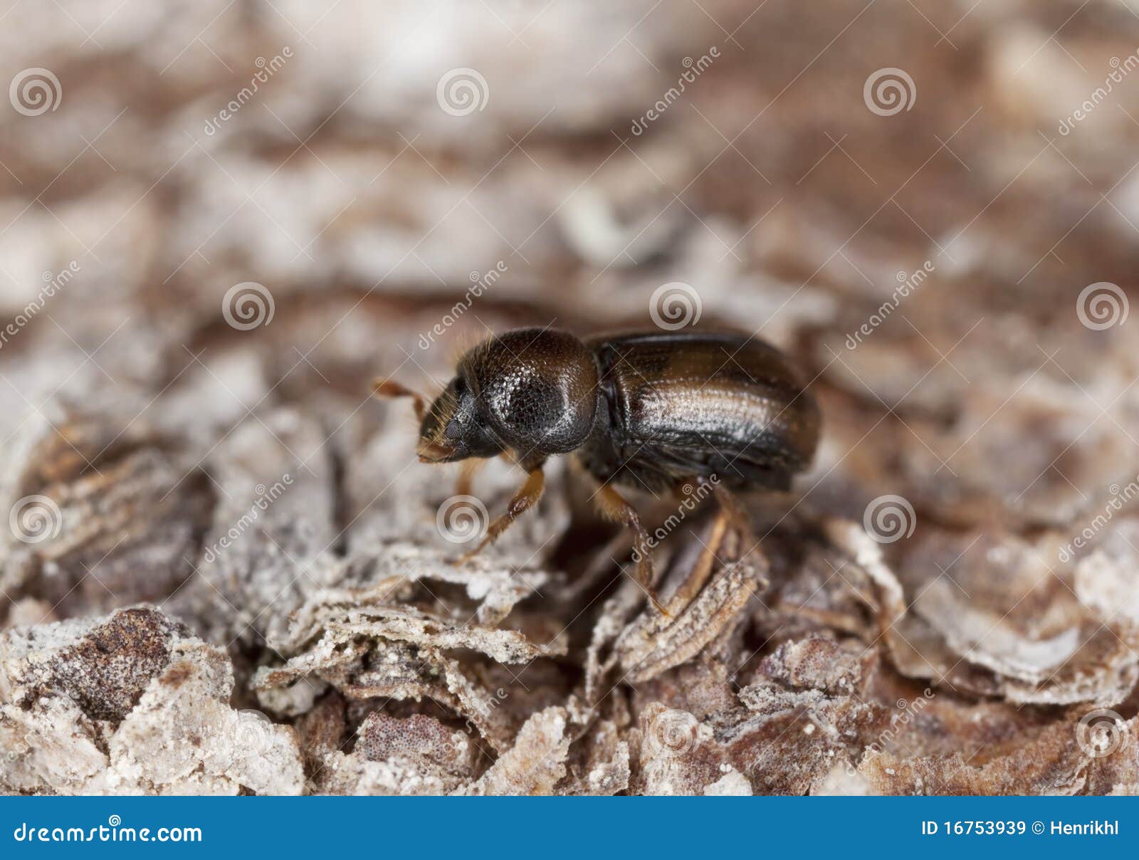 Extreme Close-up of a Bark Borer Stock Image - Image of beetle, pest ...