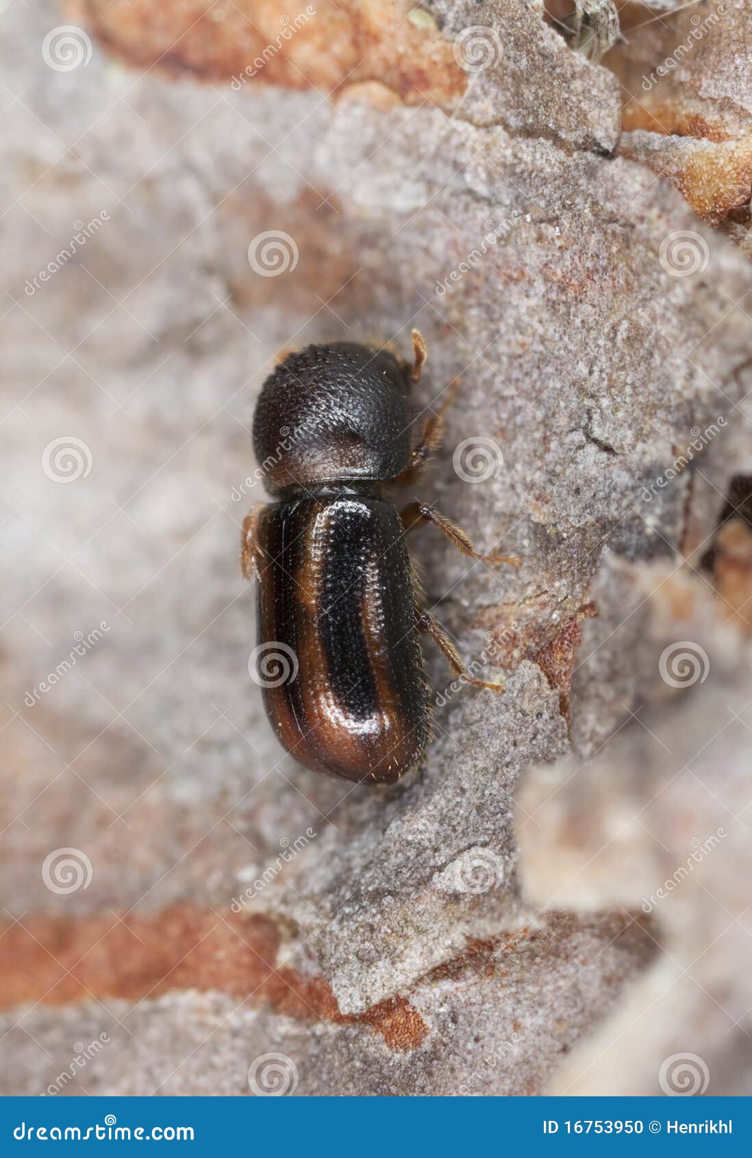 Extreme Close-up of a Bark Borer Stock Photo - Image of arthropoda ...