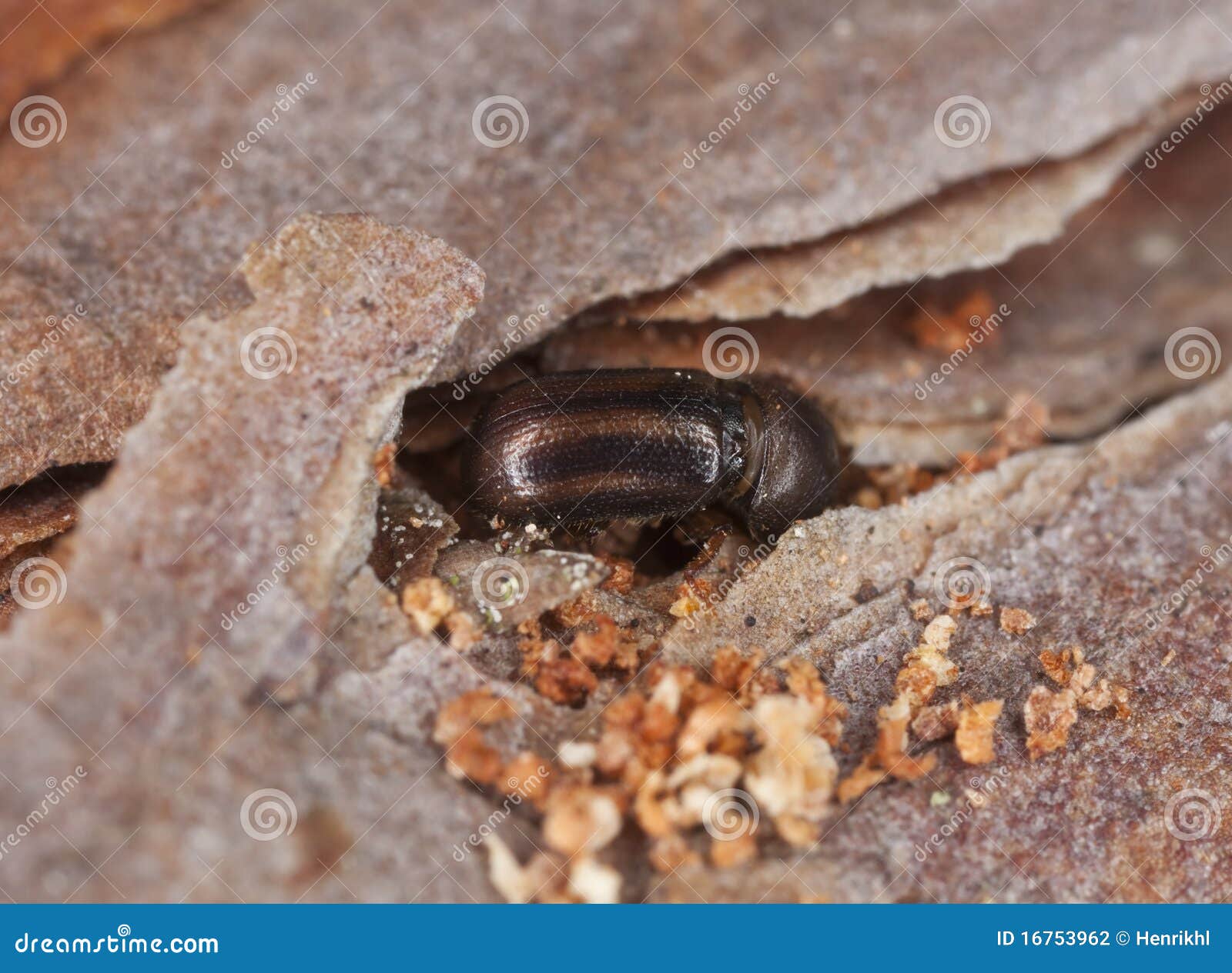 Extreme Close-up of a Bark Borer Stock Photo - Image of arthropoda ...