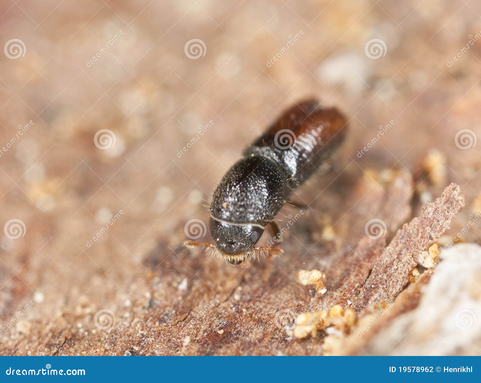 Extreme Close-up of a Bark Borer Stock Photo - Image of arthropod ...