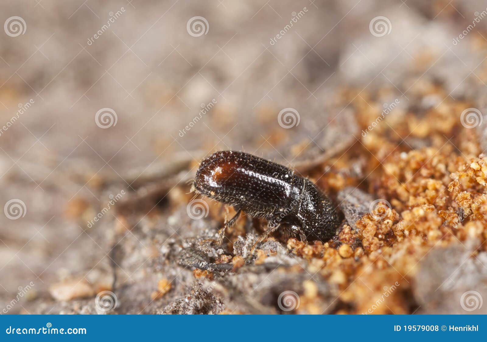 Extreme Close-up of a Bark Borer Working on Wood, Stock Photo - Image ...