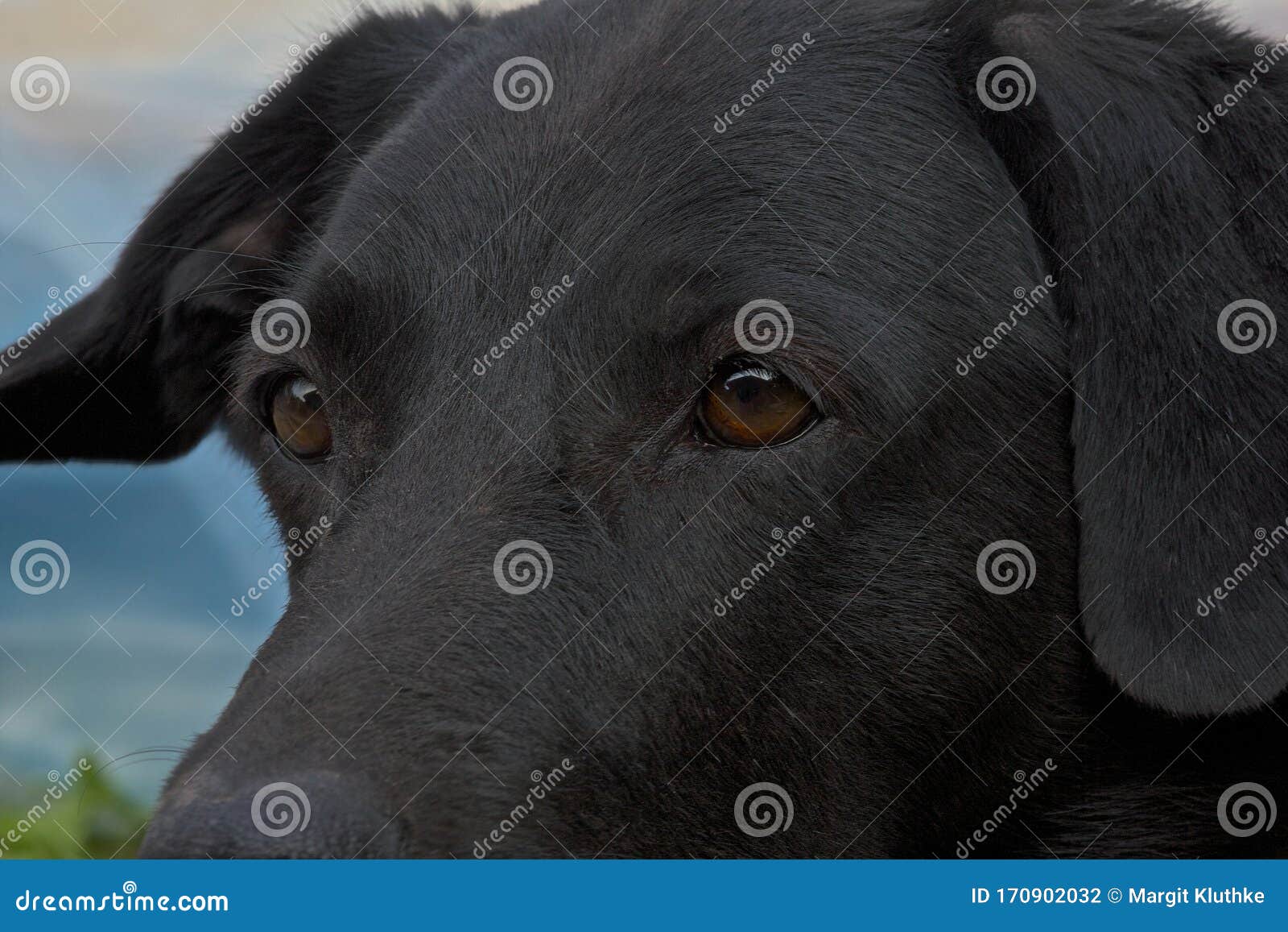 Extreme Close Up of a Black Dog`s Head Labrador from the Side Stock ...