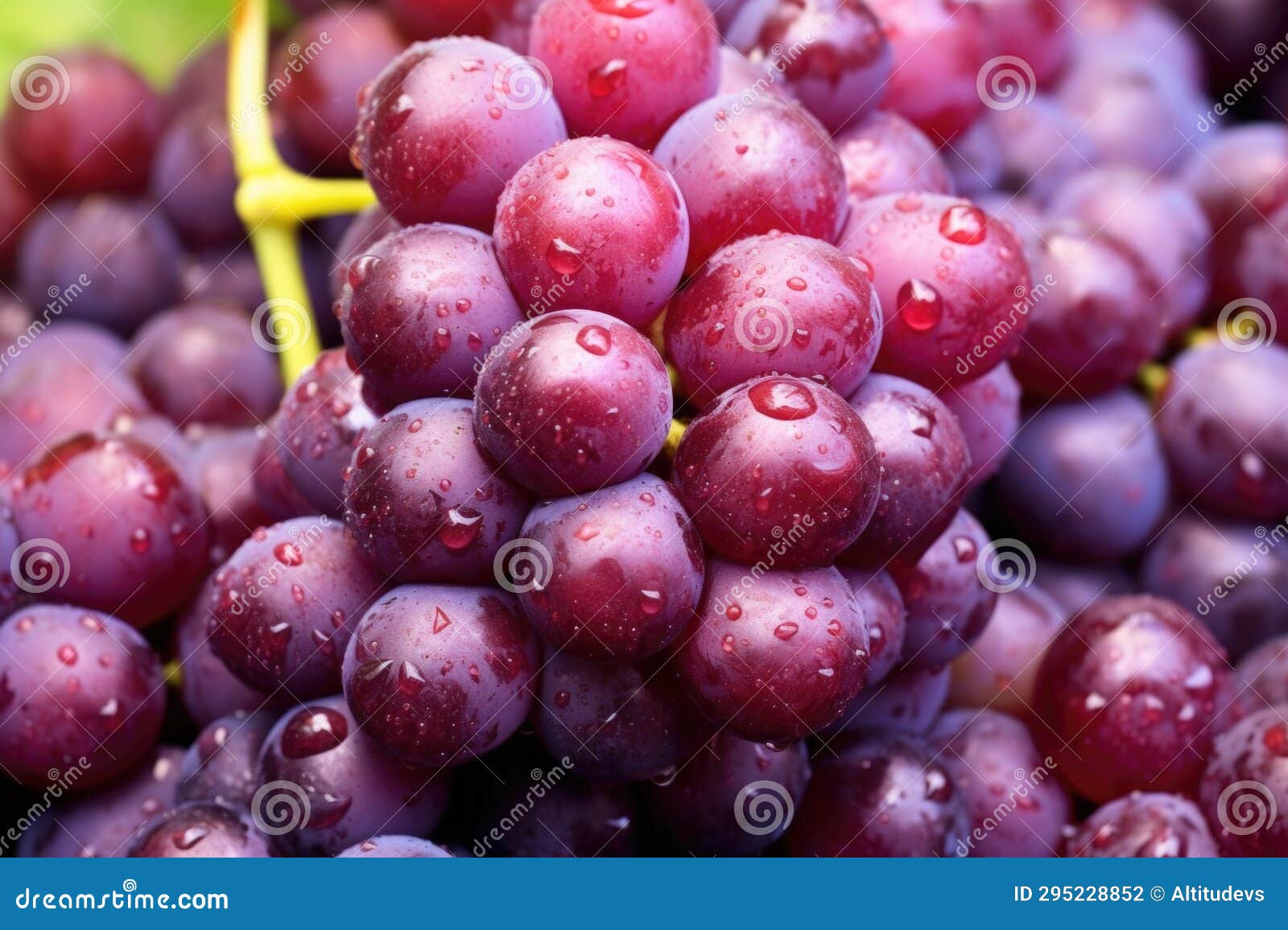 Extreme Close-up of a Bunch of Ripe Wine Grapes Stock Photo - Image of ...