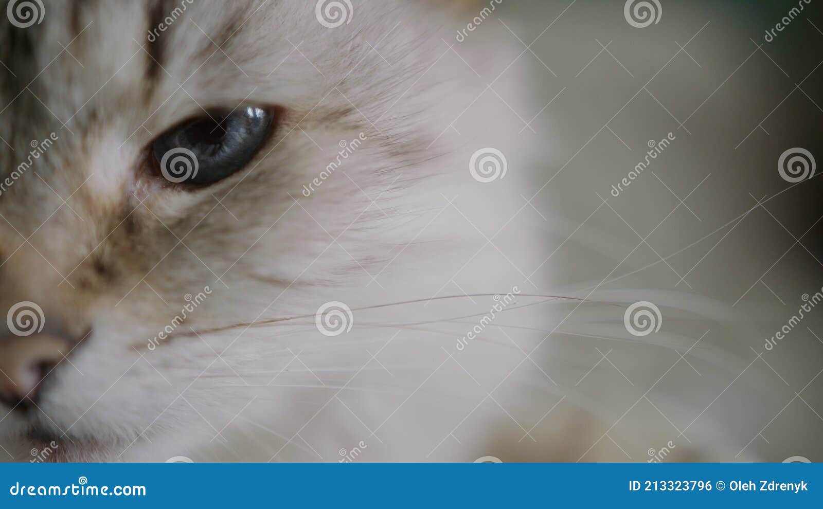 Extreme Close Up of a Cats Face. Special Approach on the Eyes Stock ...