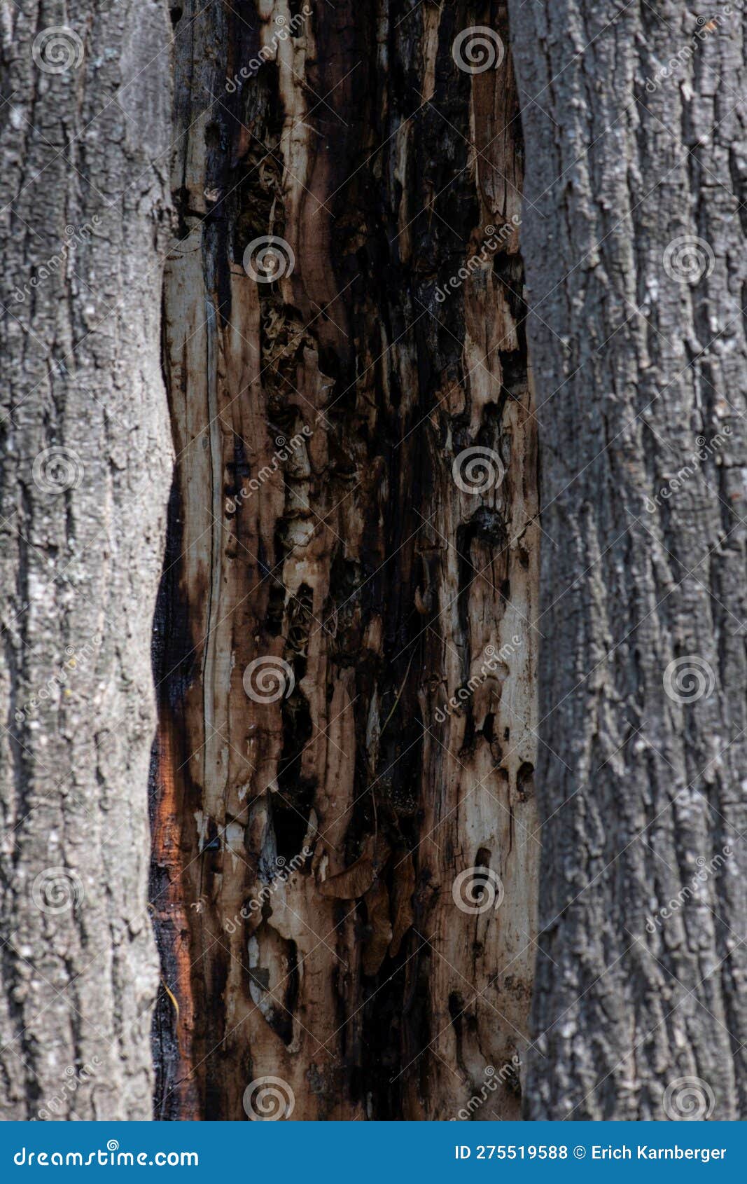Cracked tree stem abstract stock photo. Image of bark - 275519588