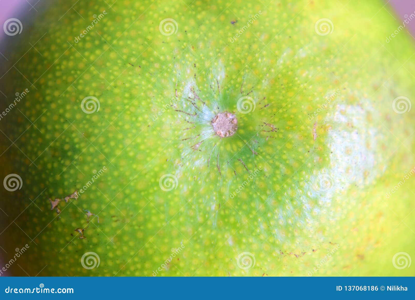 Macro dalandan stock photo. Image of ripe, fresh, closeup - 137068186