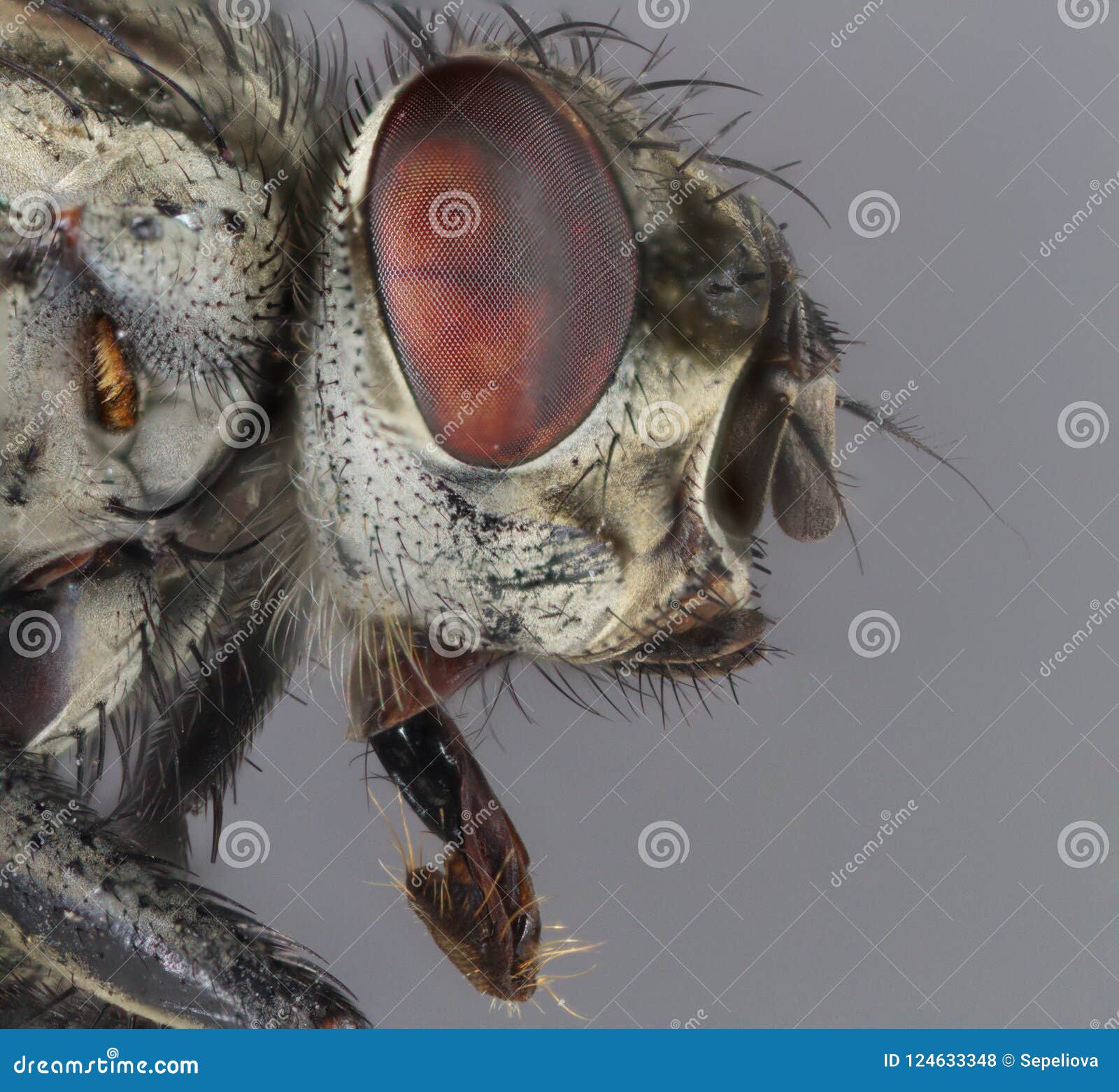 Macro Shot of a Domestic Fly Stock Photo - Image of gray, beautiful ...