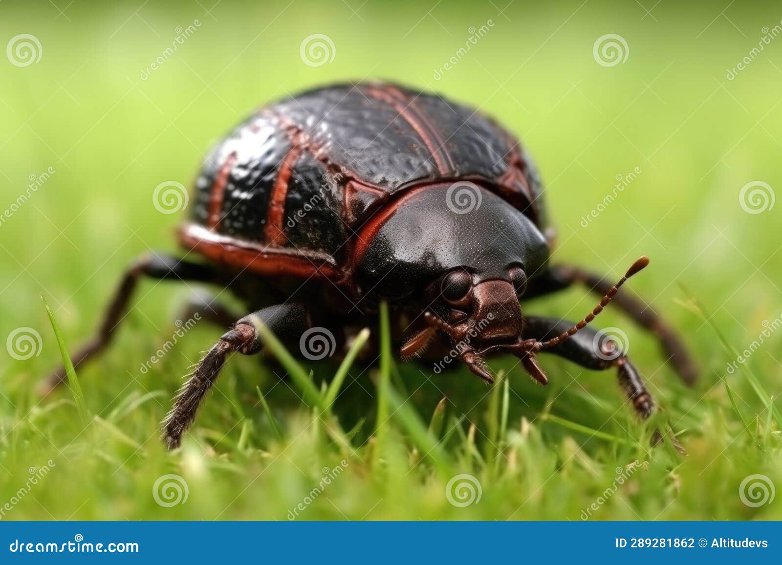 Extreme Close-up of Dung Beetle Rolling Ball on Grass Stock Photo ...