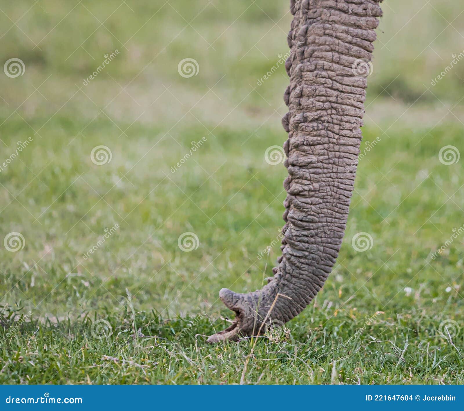 Extreme Close Up of Elephant`s Trunk Stock Photo - Image of graphic ...