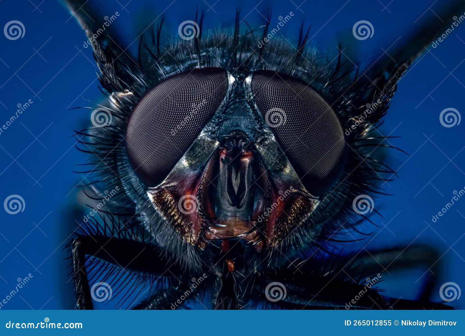 Extreme Close Up of Eye on a Fly Stock Image - Image of darkness ...