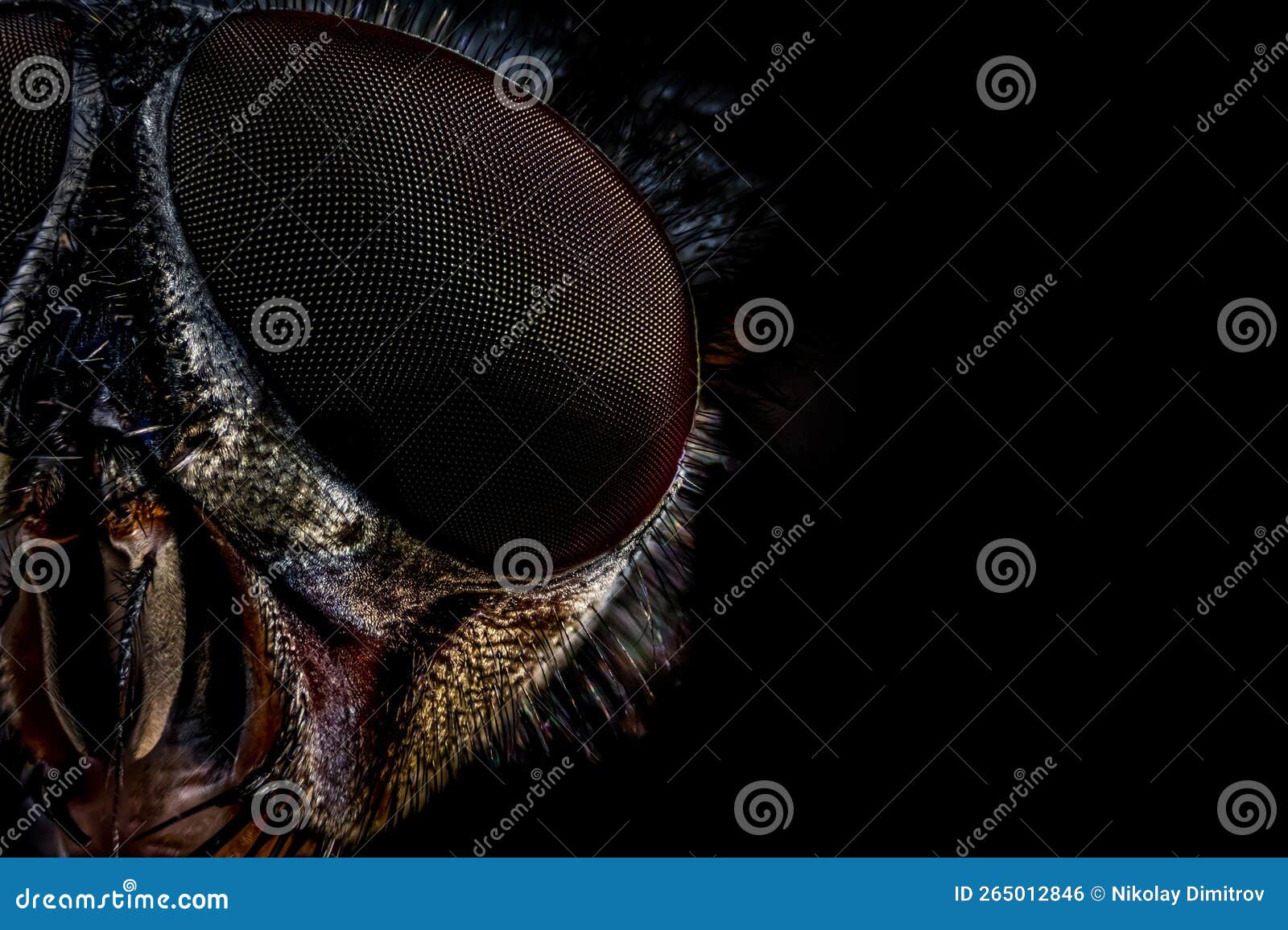 Extreme Close Up of Eye on a Fly Stock Photo - Image of screenshot ...