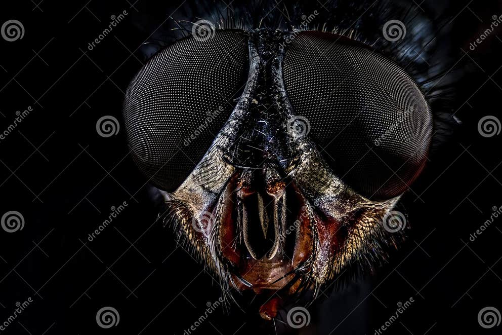 Extreme Close Up of Eye on a Fly Stock Image - Image of invertebrate ...