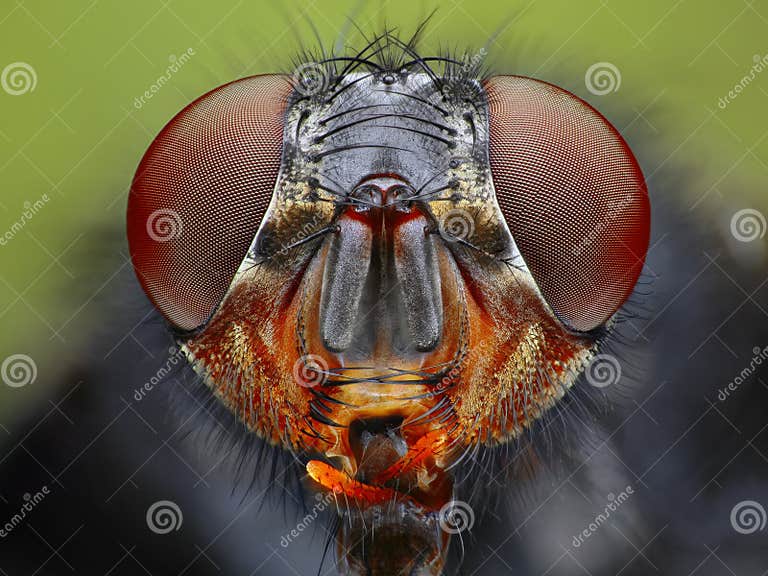 Fly head close up stock photo. Image of close, brown - 29980338