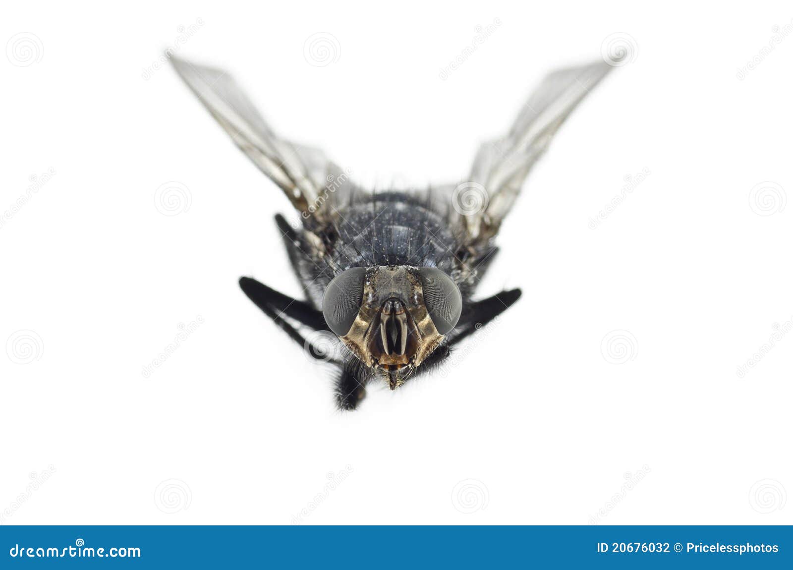 Extreme Close Up of Fly Insect Stock Photo - Image of face, insect ...