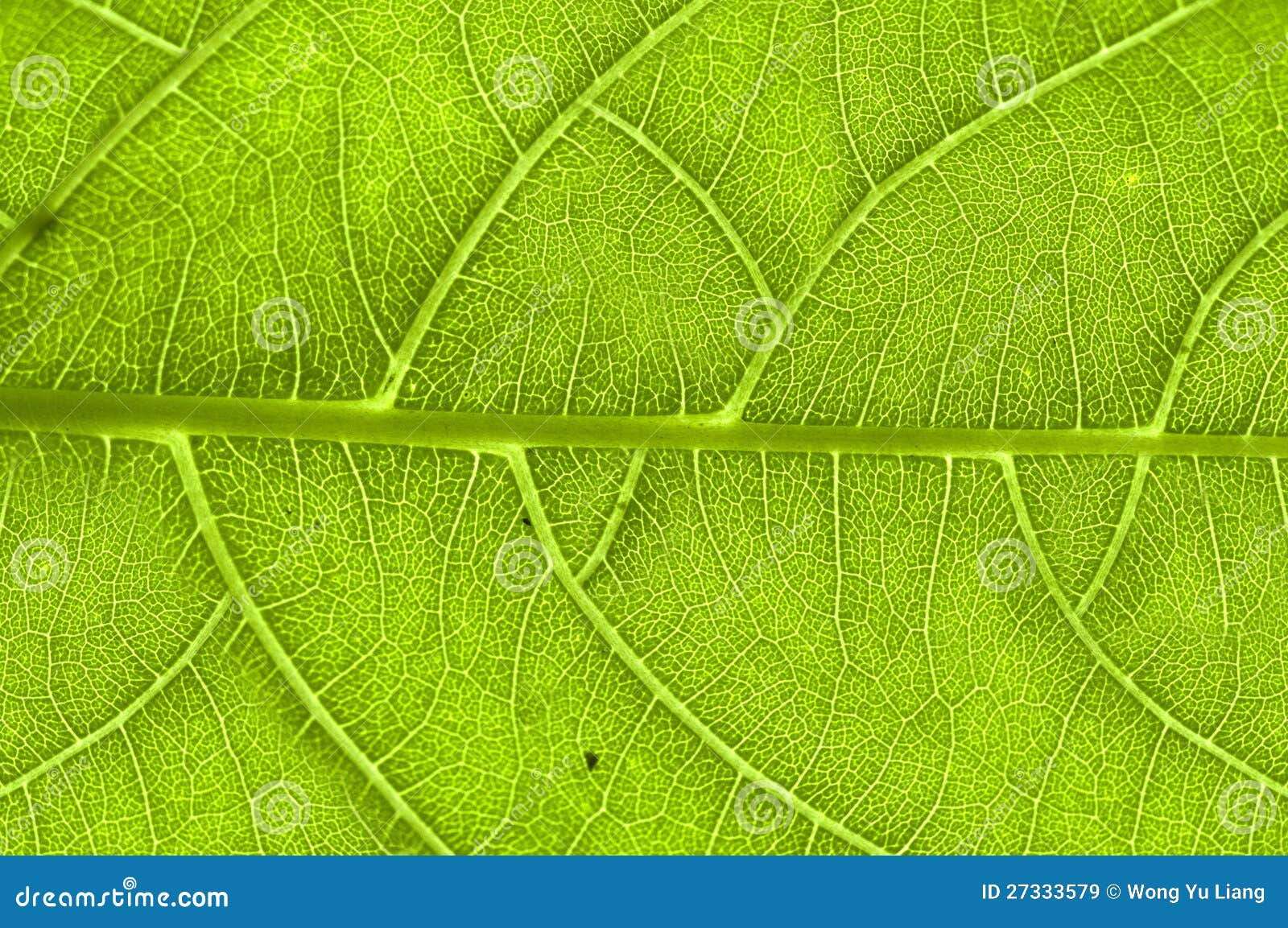 Extreme Close Up of Green Leaf Veins Stock Image - Image of botanical ...