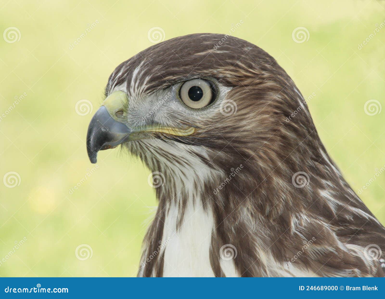 Extreme Close-up of a Hawk stock photo. Image of colours - 246689000