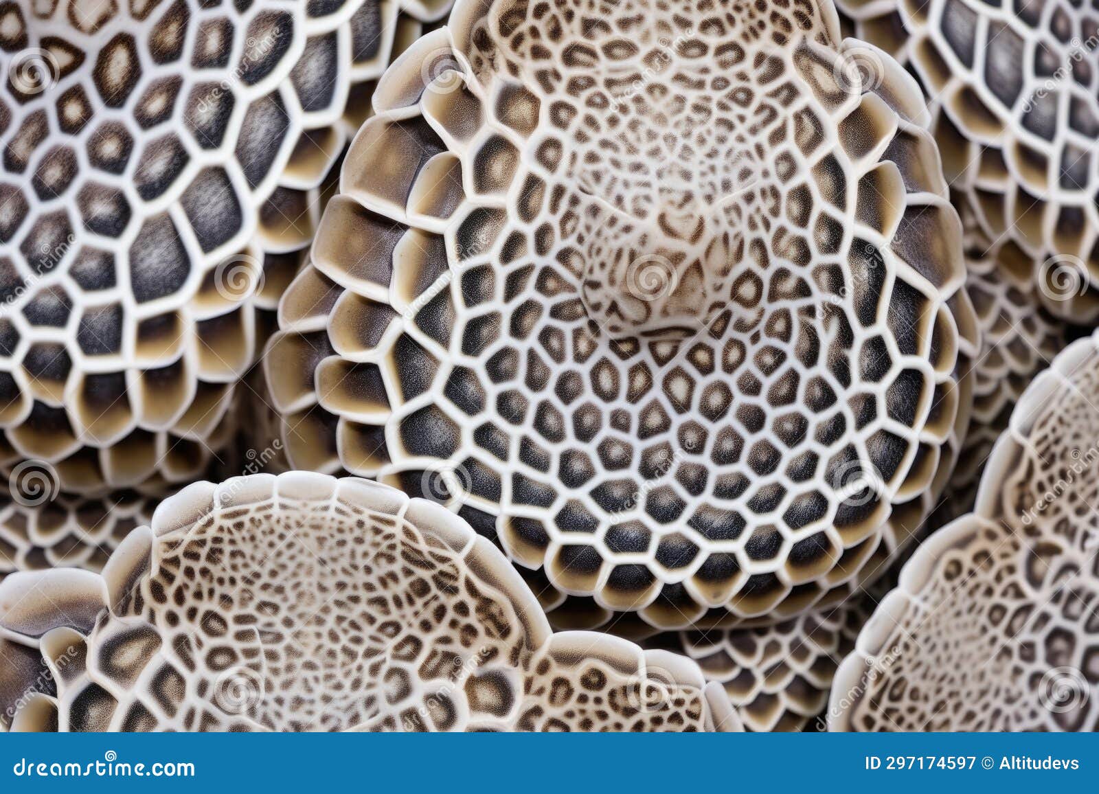 Extreme Close-up of a Hawksbill Turtles Shell Patterns Stock Image ...