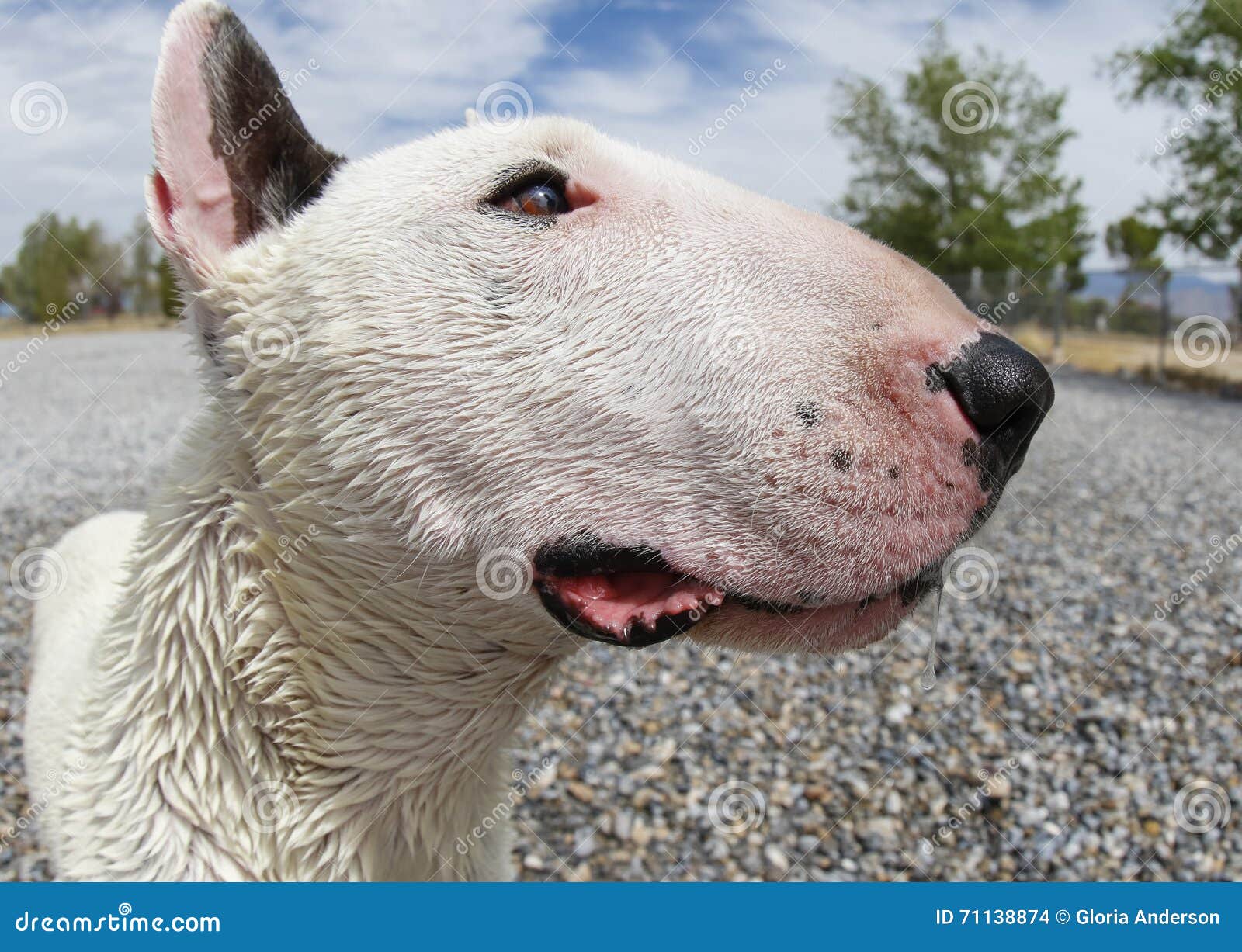Extreme Close Up Head Shot of a Bull Terrier Stock Photo - Image of ...
