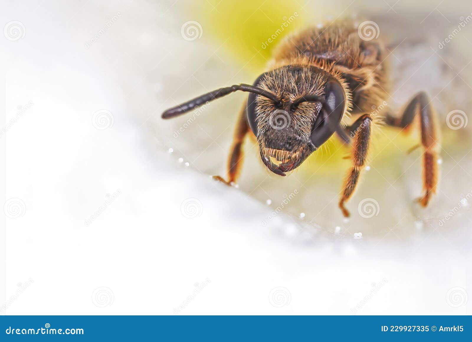 Extreme Close Up of a Honey Bee Stock Image - Image of antenna ...