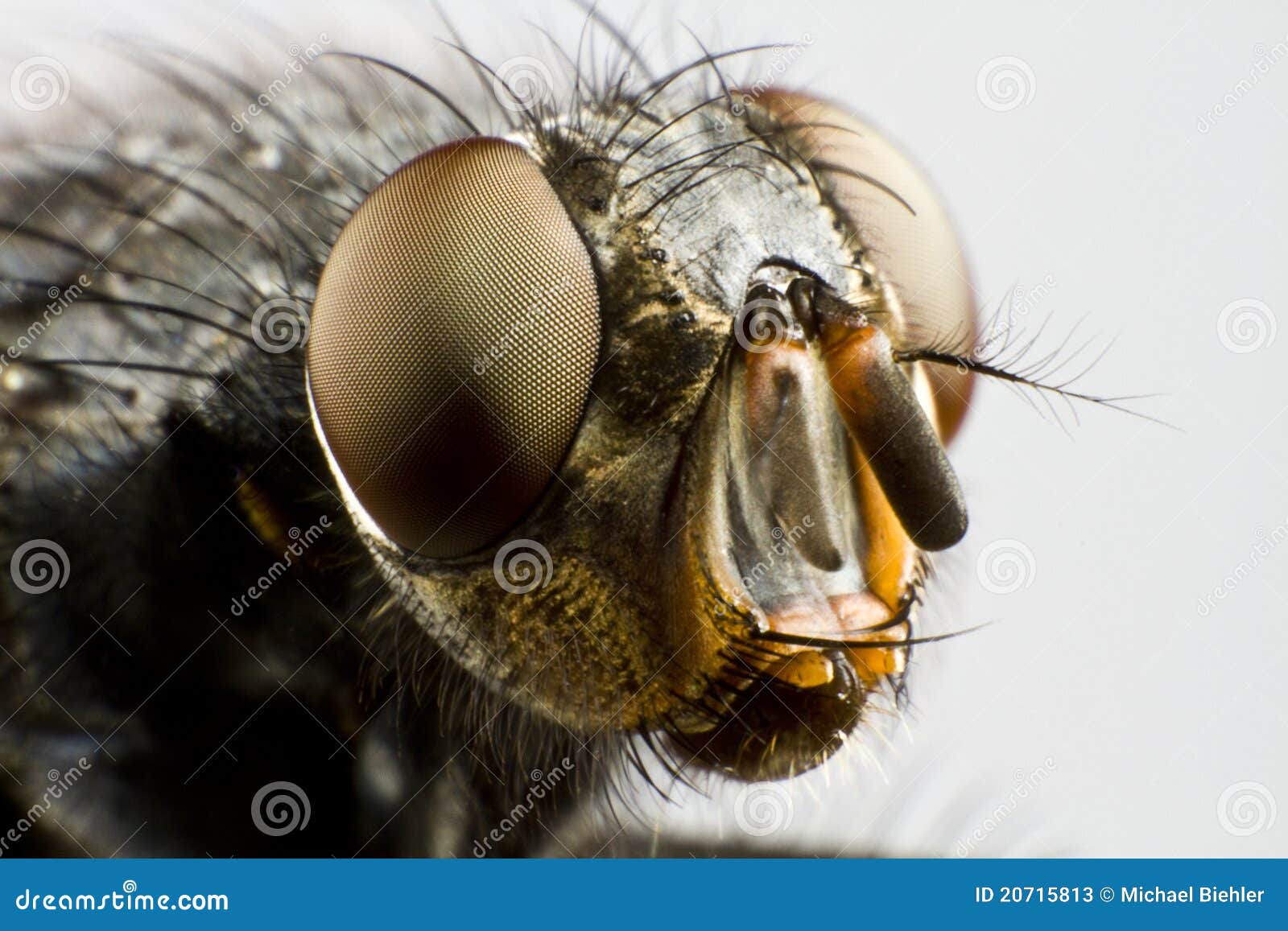 UN-SHOCKING**** what non-G-SHOCK are you wearing today? | Page 154 ...