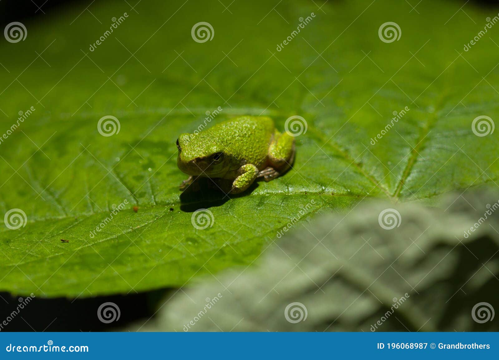 An Extreme Close Up Image of a Tiny Tree Frog Hyla Versicolor Stock ...