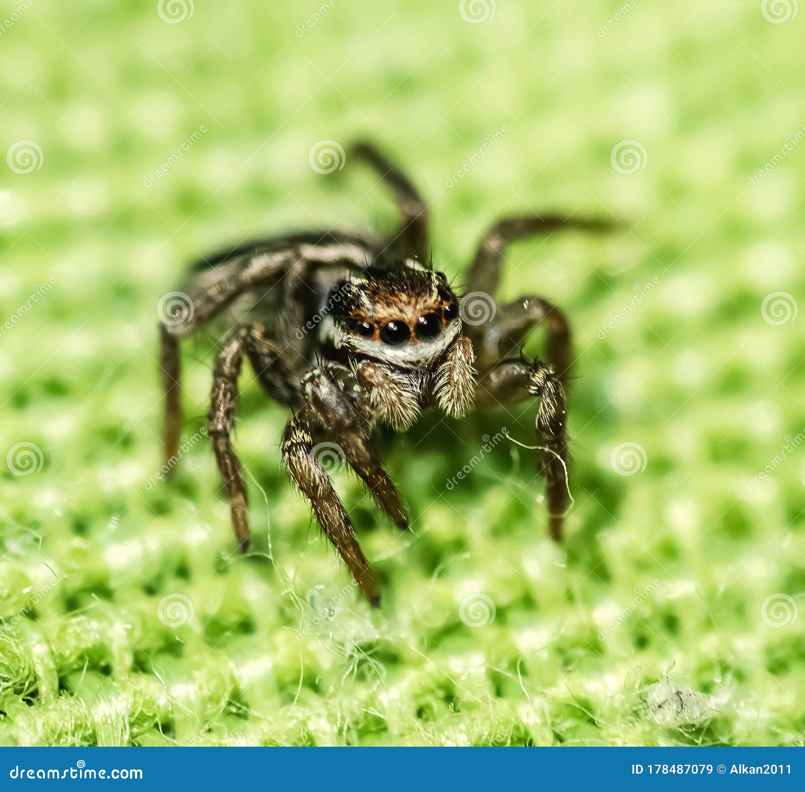 Close Up of a Jumping Spider Front View Stock Image - Image of park ...