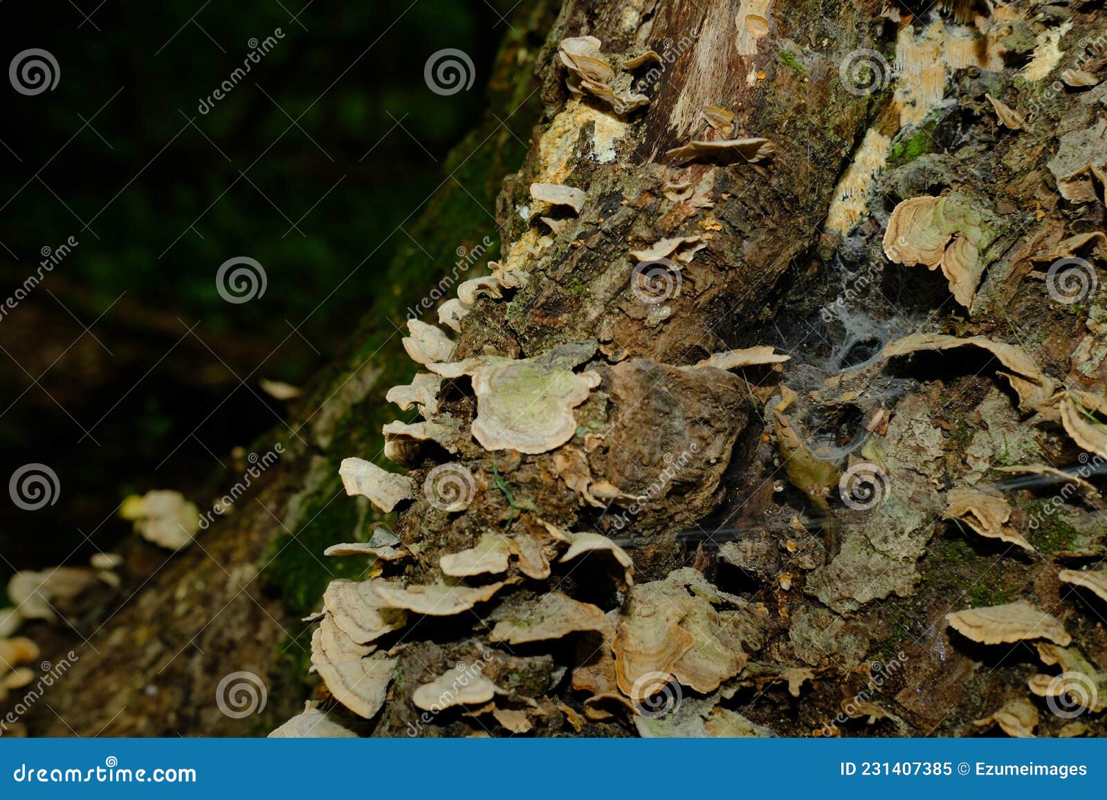 Macro Wolf Spider Nest stock image. Image of nature - 231407385