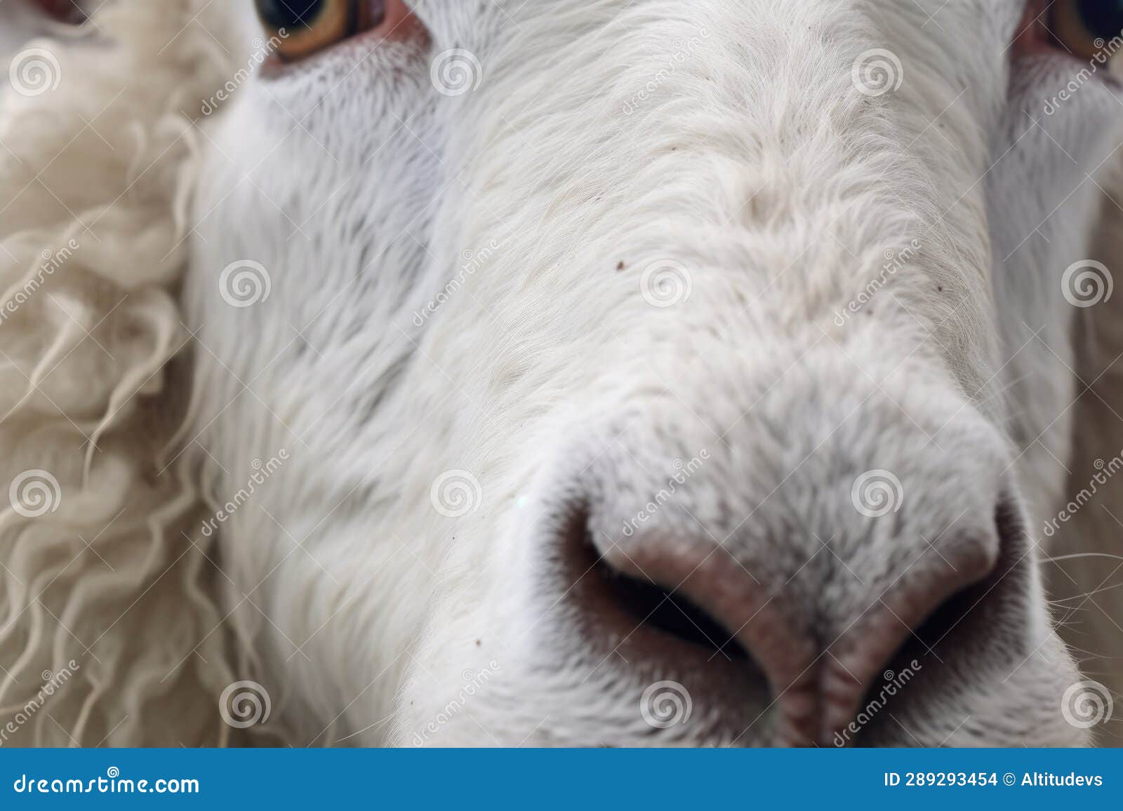 Extreme Close-up of Mountain Goats Face during Climb Stock Photo ...
