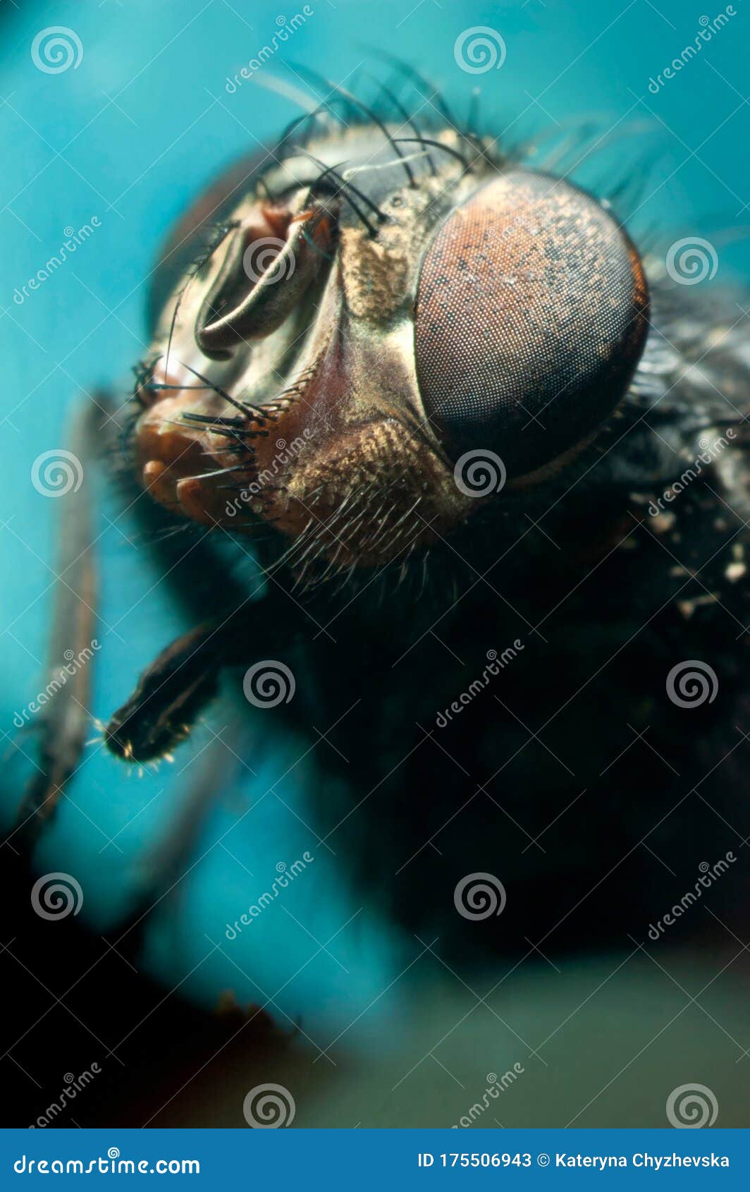 Extreme Close-up Portrait of a Fly Stock Image - Image of blue, closeup ...
