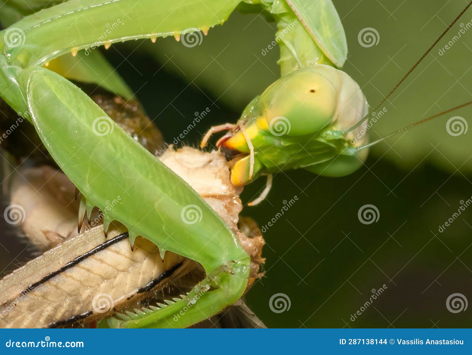 Extreme Close Up of a Praying Mantis Eating a Cicada. Stock Photo ...