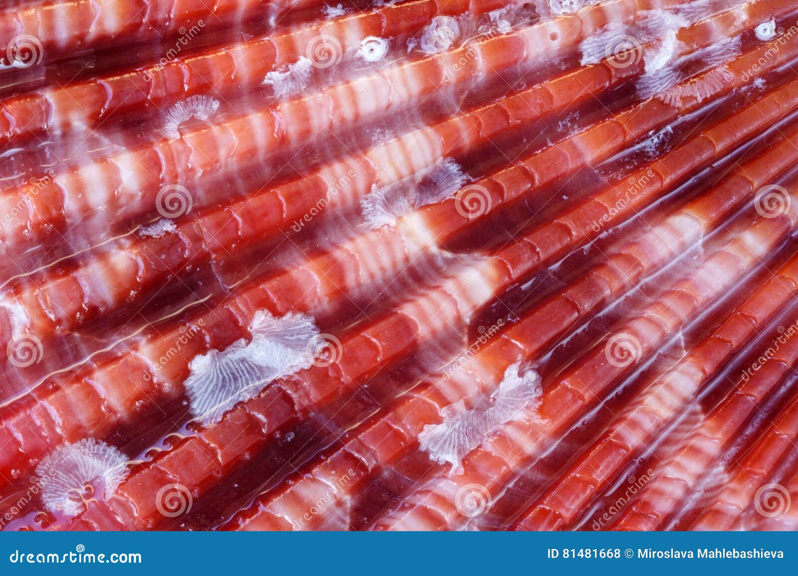 Extreme Close Up of a Red Seashell Stock Photo - Image of backdrop ...