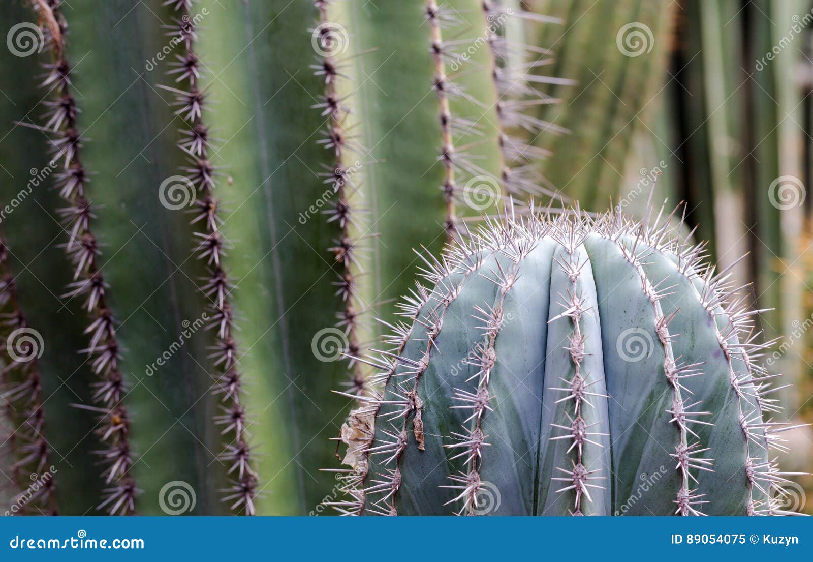 Extreme Close-up on Sharp Cactus Spikes Stock Image - Image of facing ...