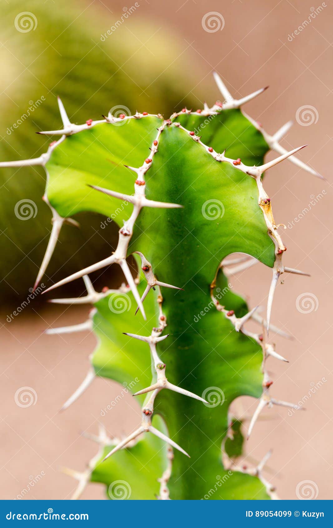 Extreme Close-up on Sharp Cactus Spikes Stock Image - Image of ...