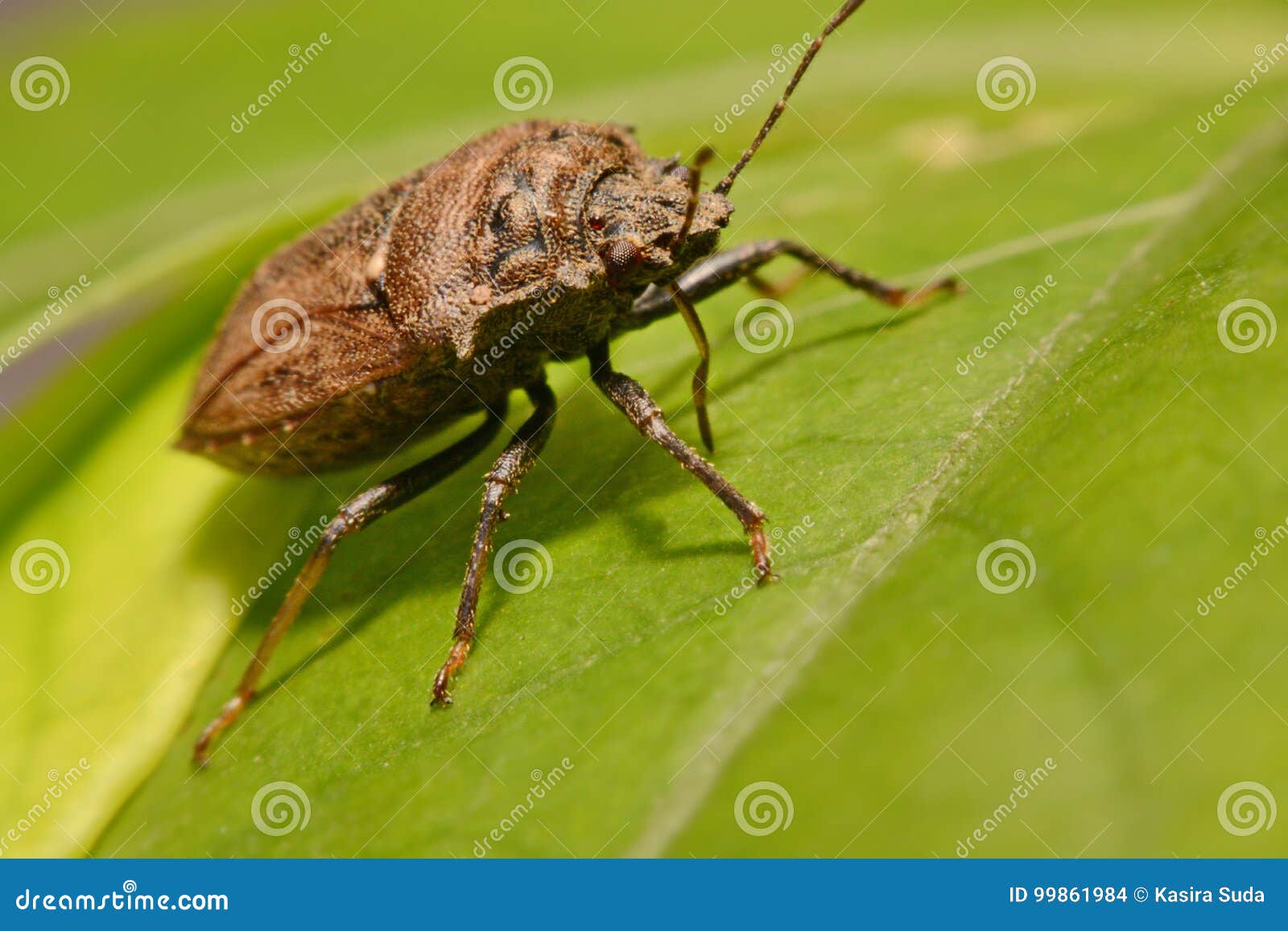 Extreme Close Up Shield Bug or Stink Bug Brown on Plant Stock Photo ...