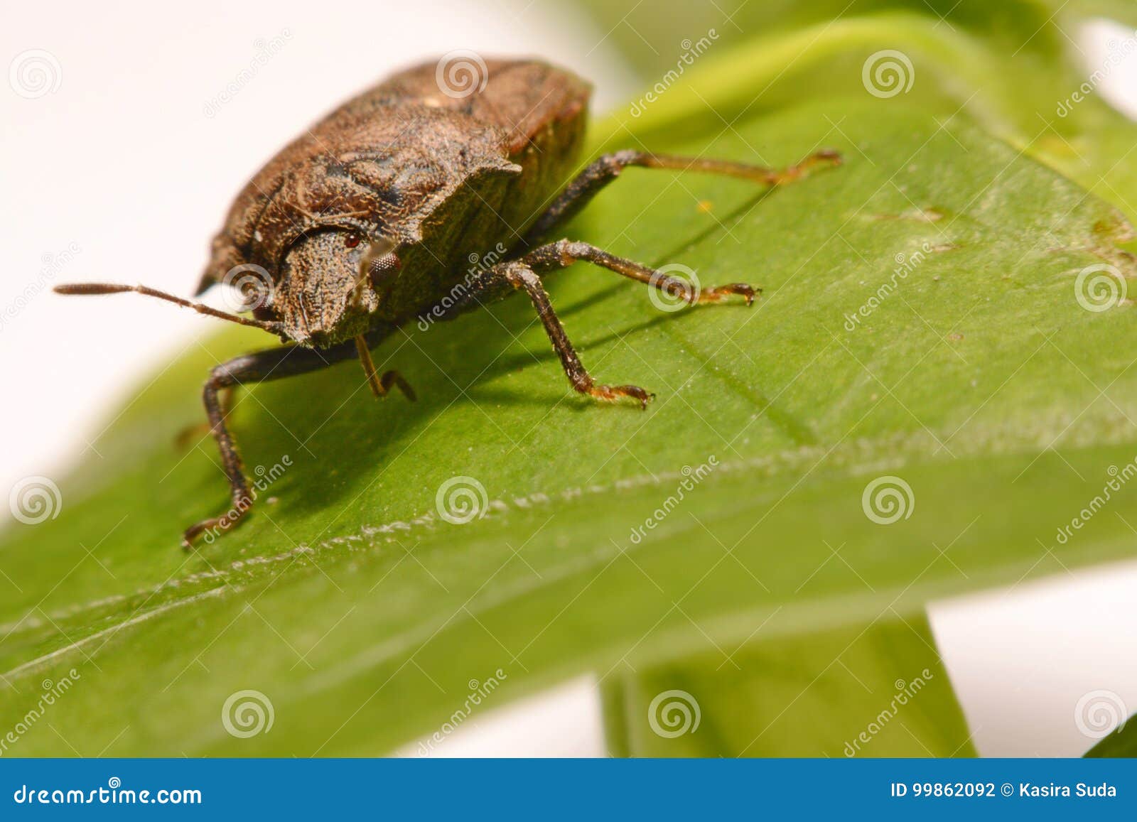 Extreme Close Up Shield Bug or Stink Bug Brown on Plant Stock Photo ...