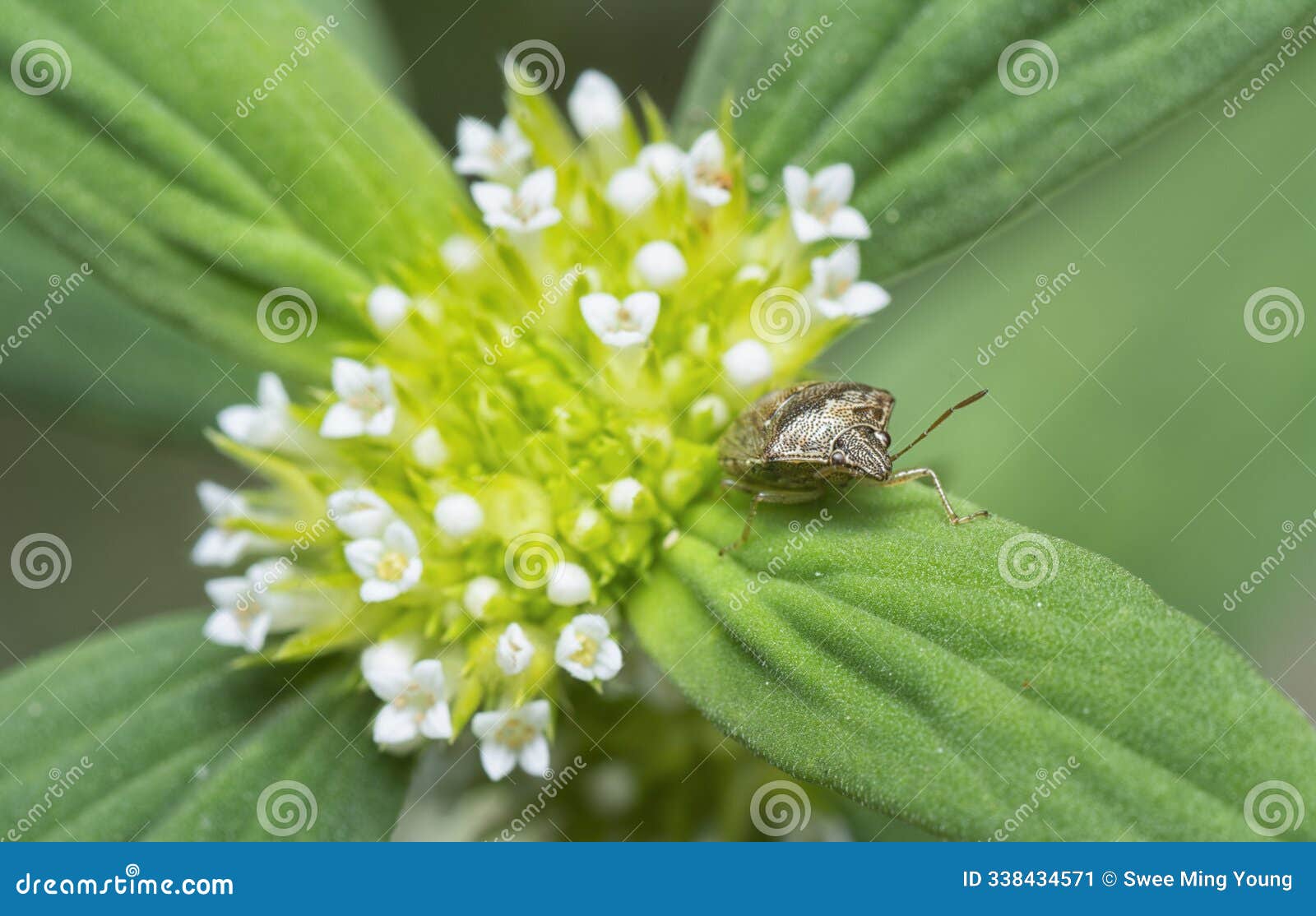 The Shield Bug on the Tiny White Mitracarpus Hirtus Wildflower. Stock ...