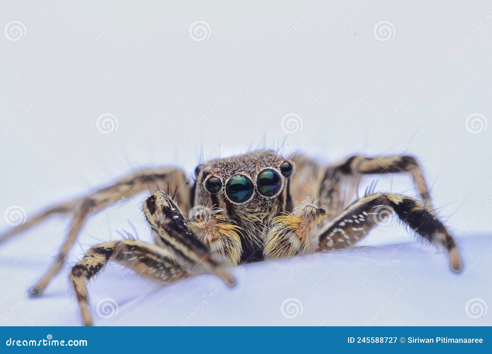 Extreme Close Up Shot Bug , Insect Jumping Spider Isolated on White ...