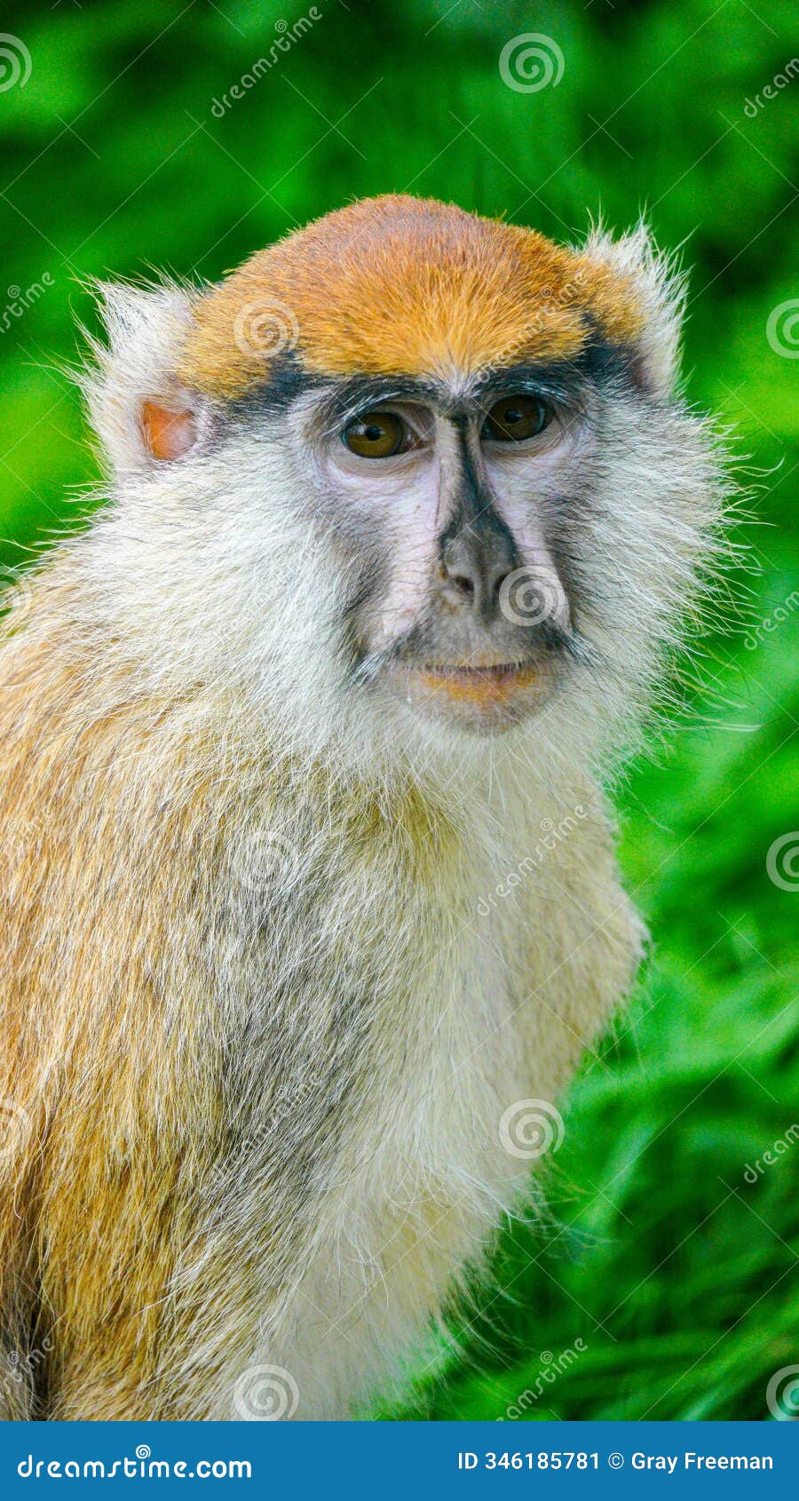 Extreme Close Up of a Barbary Macaque Monkey in Portrait Mode Stock ...
