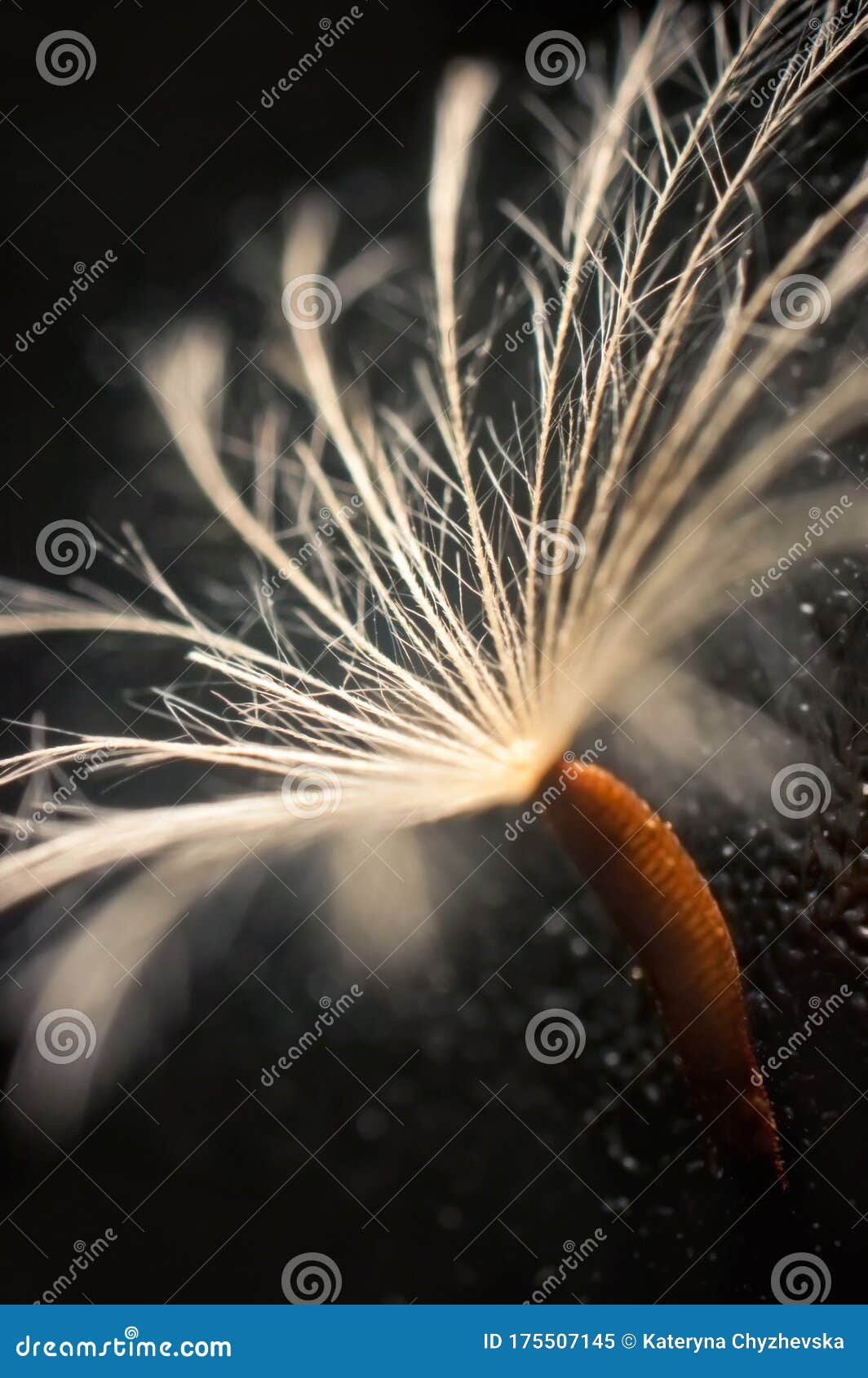 Extreme Close-up of a Single Dandelion Seed Lit with Soft Light Stock ...