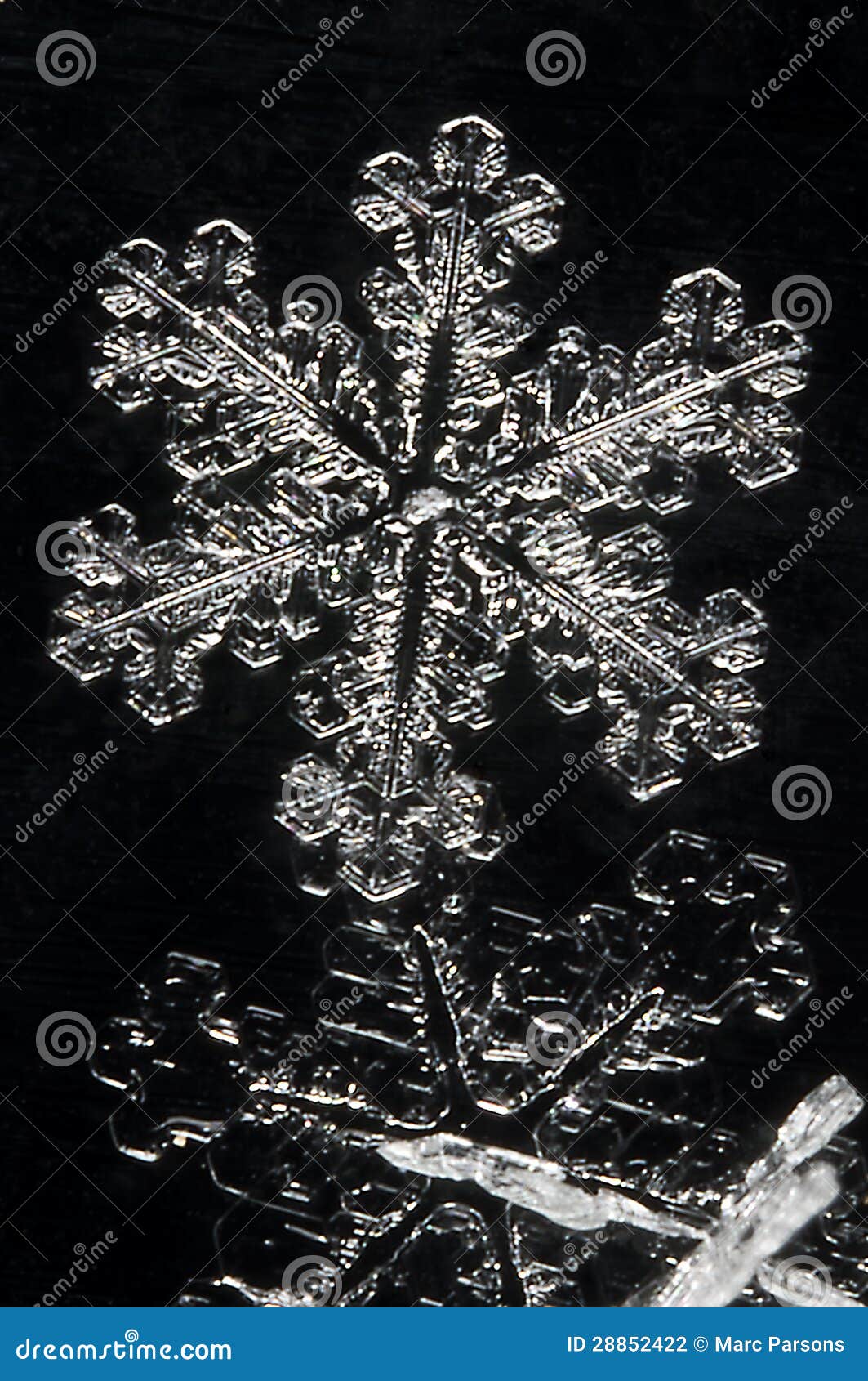 Extreme Close Up of Snow Flake Stock Photo - Image of snow, cfreeze ...