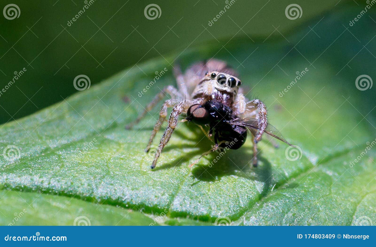 Spider Attacks Cockroach Stock Image | CartoonDealer.com #32020171