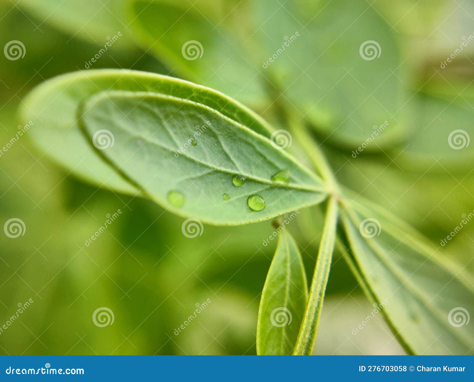 Extreme Close-up of a Leaf with Tiny Droplets on it Stock Photo - Image ...