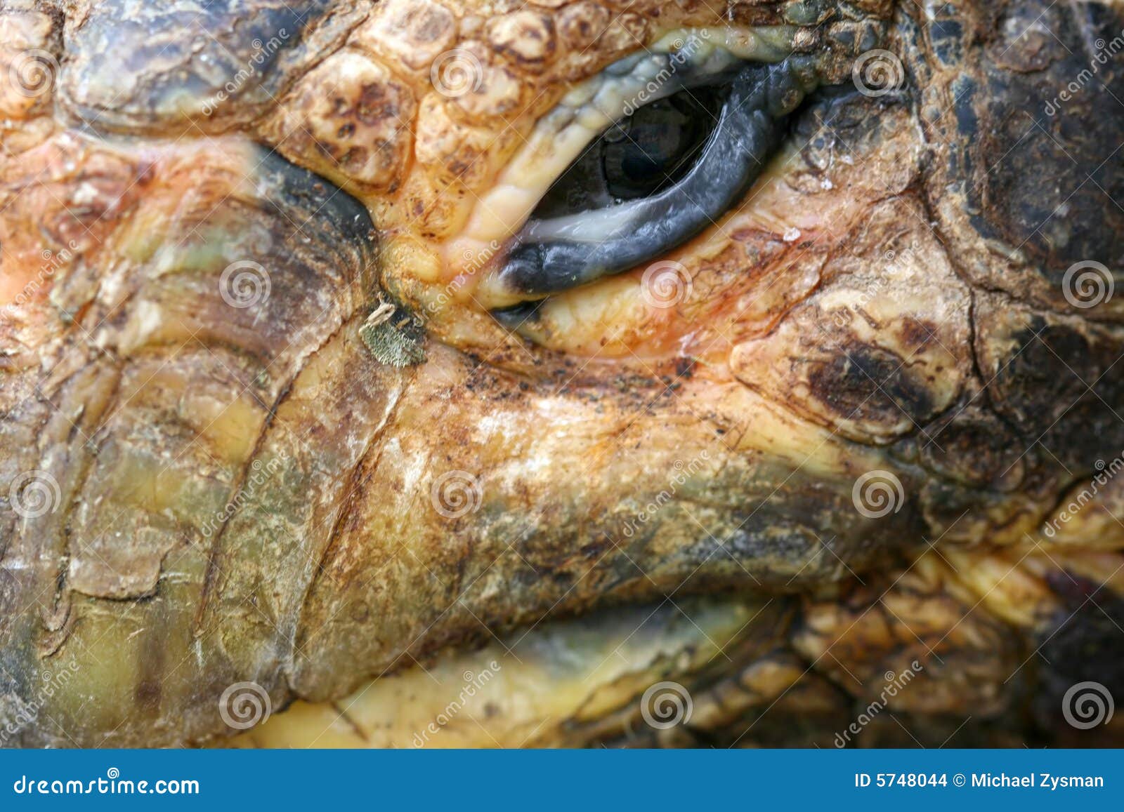 Extreme Close Up of Tortoise Stock Photo - Image of animal, protected ...