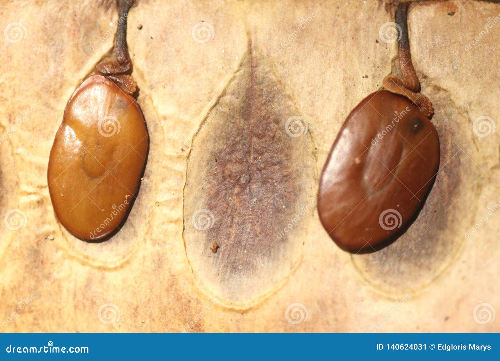 Extreme Close Up of Tropical Tree Seeds Inside Sheath Stock Image ...