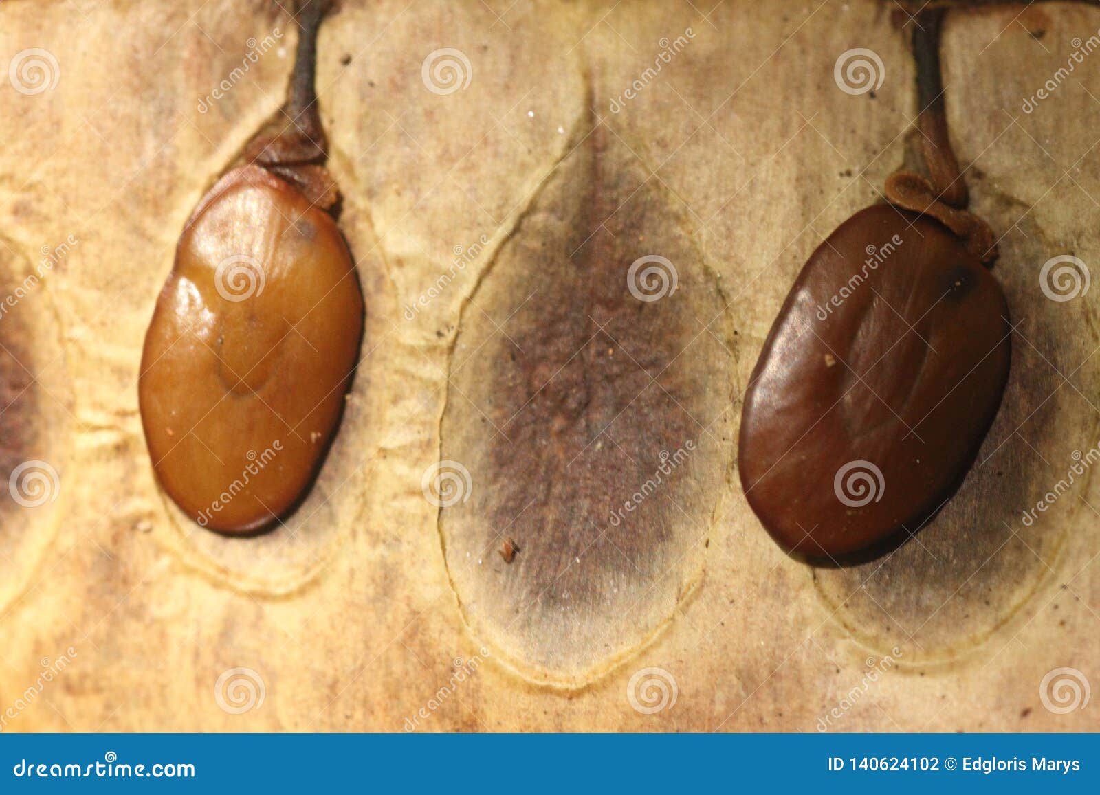 Extreme Close Up of Tropical Tree Seeds Inside Sheath Stock Photo ...