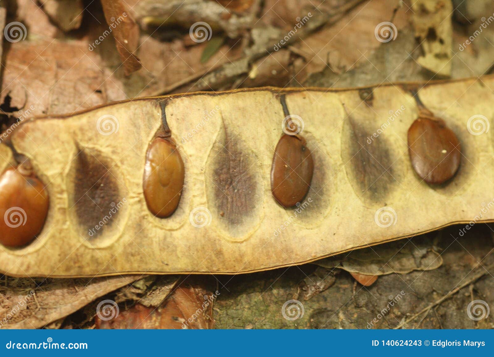 Extreme Close Up of Tropical Tree Seeds Inside Sheath Stock Image ...