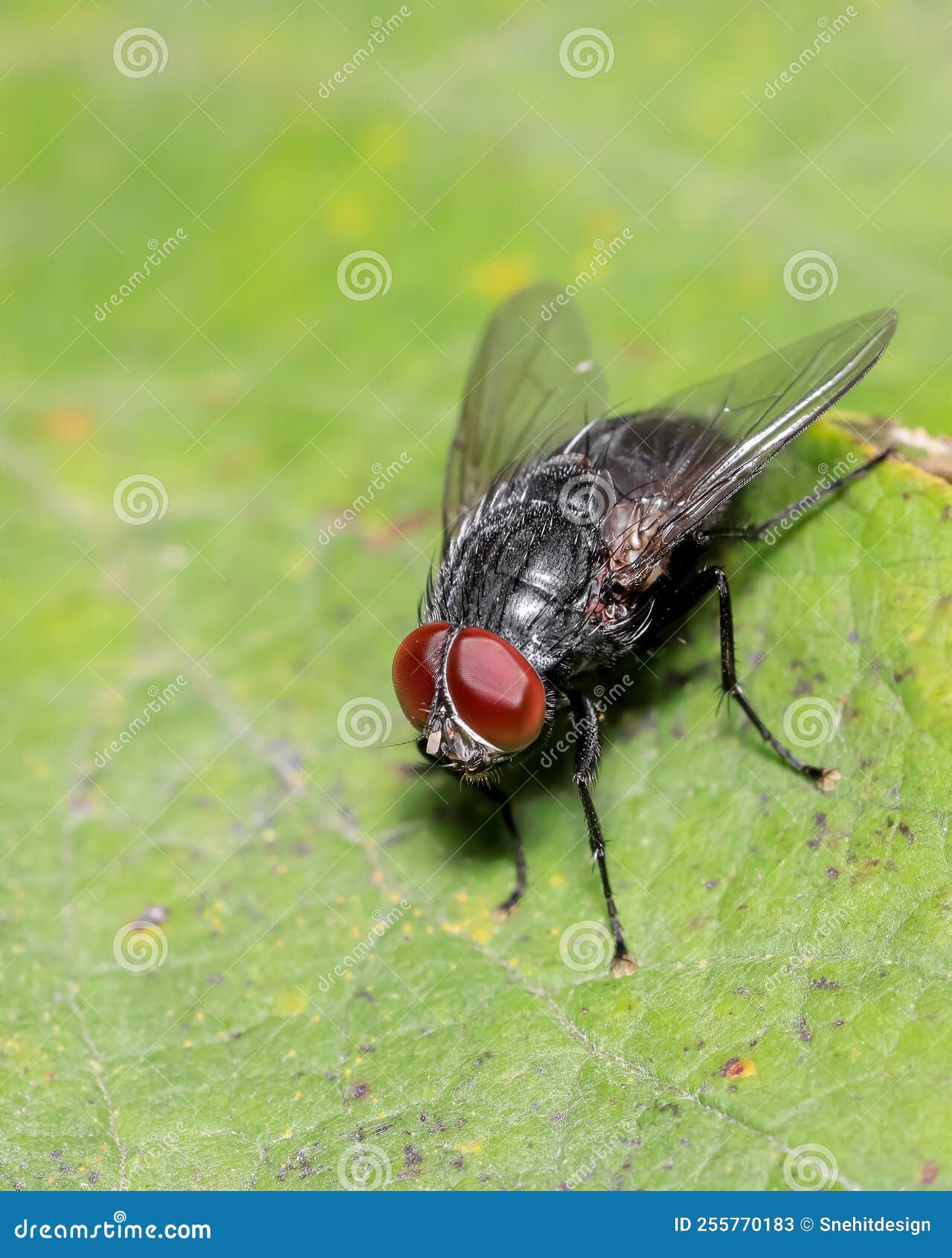 Close Up View of Fly on a Green Leaf Stock Image - Image of closeup ...