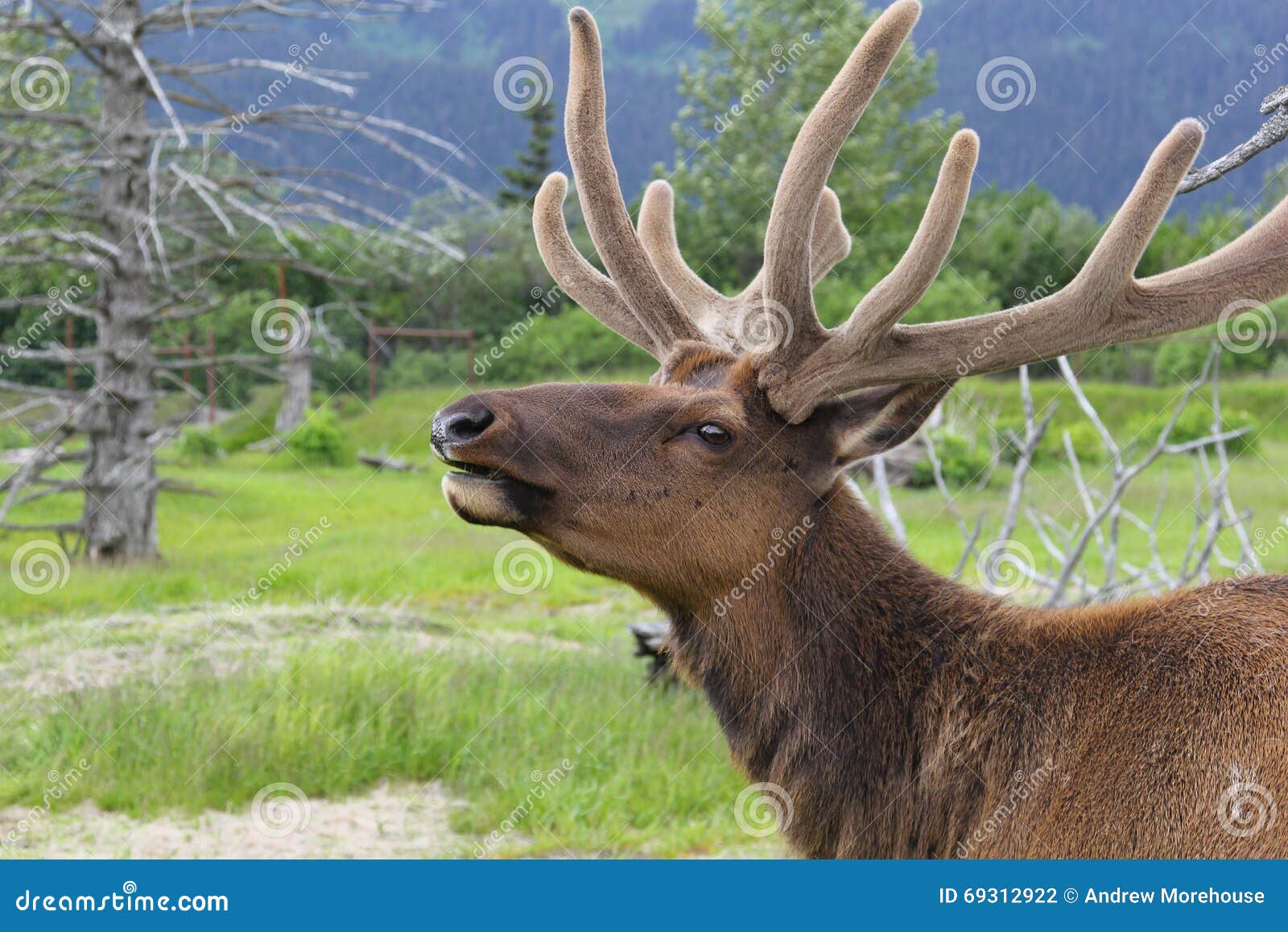 Extreme Close Up View of Reindeer Stock Photo - Image of green, horns ...