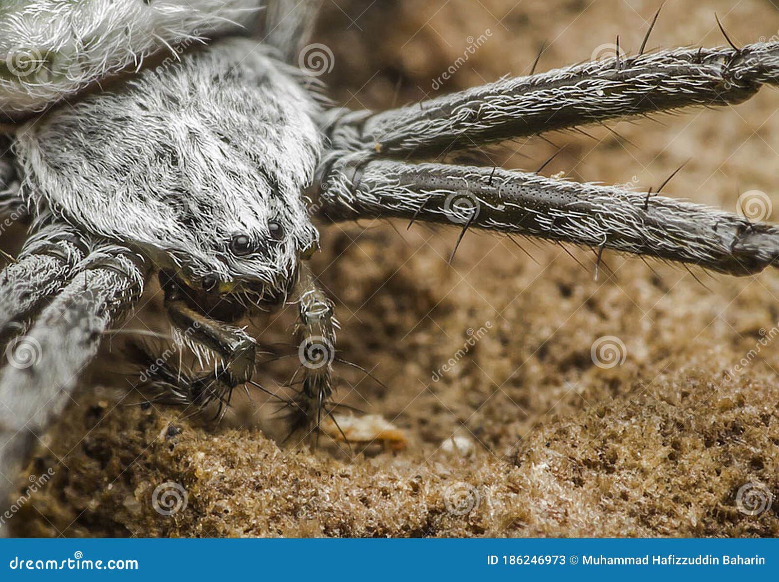 Extreme Close Up View of a Spider Front Side Stock Image - Image of ...