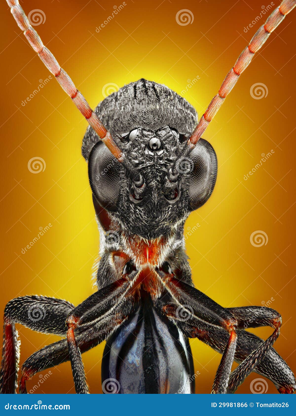 Wasp close up stock photo. Image of body, life, microscopic - 29981866